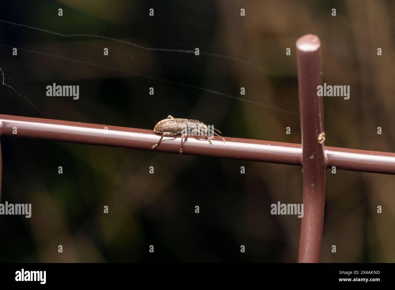 Brachyderes incanus Family Curculionidae Genus Brachyderes Grey pine ...