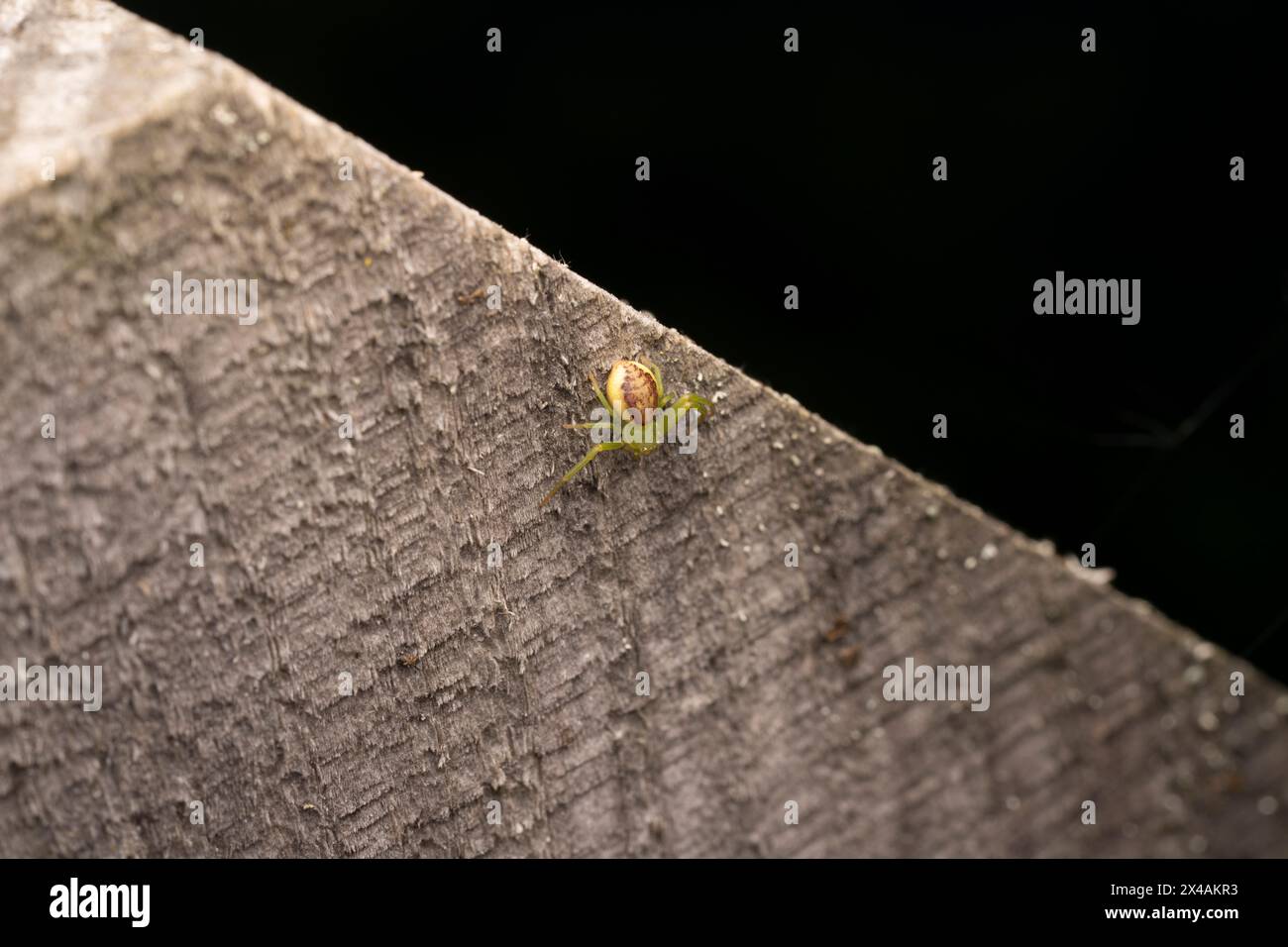 Diaea dorsata Family Thomisidae Genus Diaea Crab spider wild nature ...