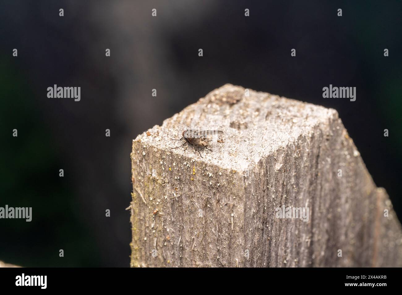 Subfamily phaoniinae hi-res stock photography and images - Alamy