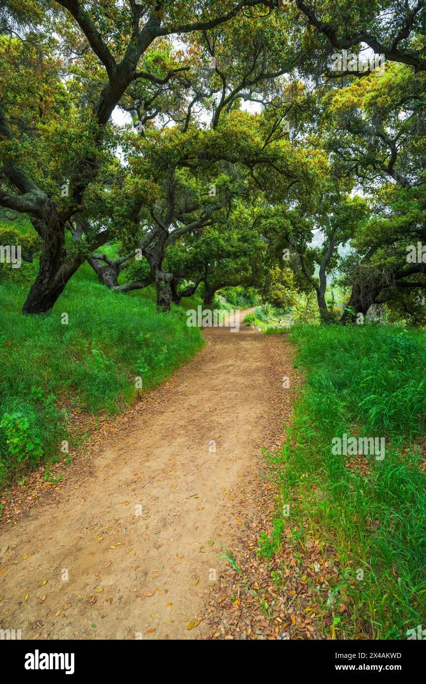 Coast live oaks (Quercus agrifolia) in Harmon Canyon Preserve, Ventura ...