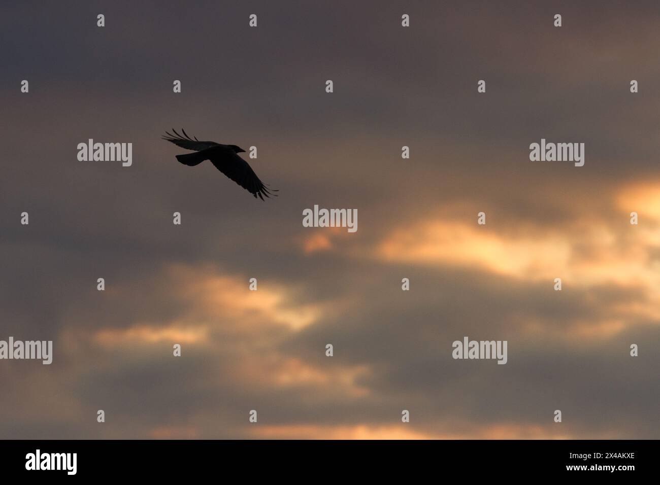 A large-billed crow (Corvus macrorhynchos japonensis) flying in ...