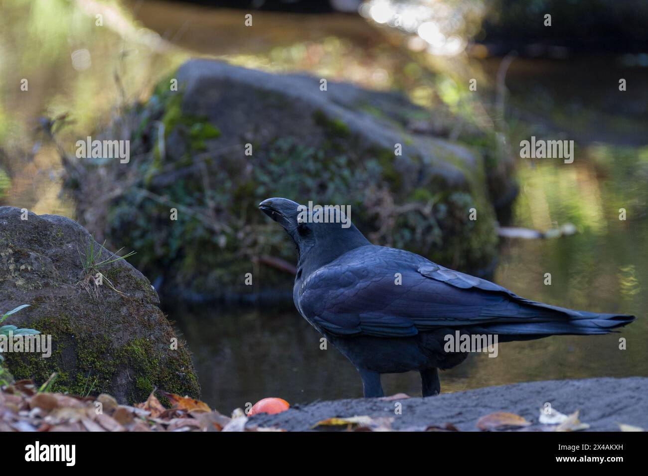 A large-billed crow Corvus macrorhynchos japonensis) drinking from a ...