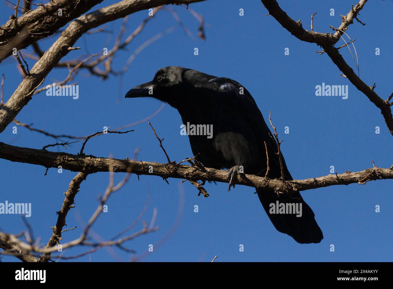 A large-billed crow (Corvus macrorhynchos japonensis) keeps watch from ...