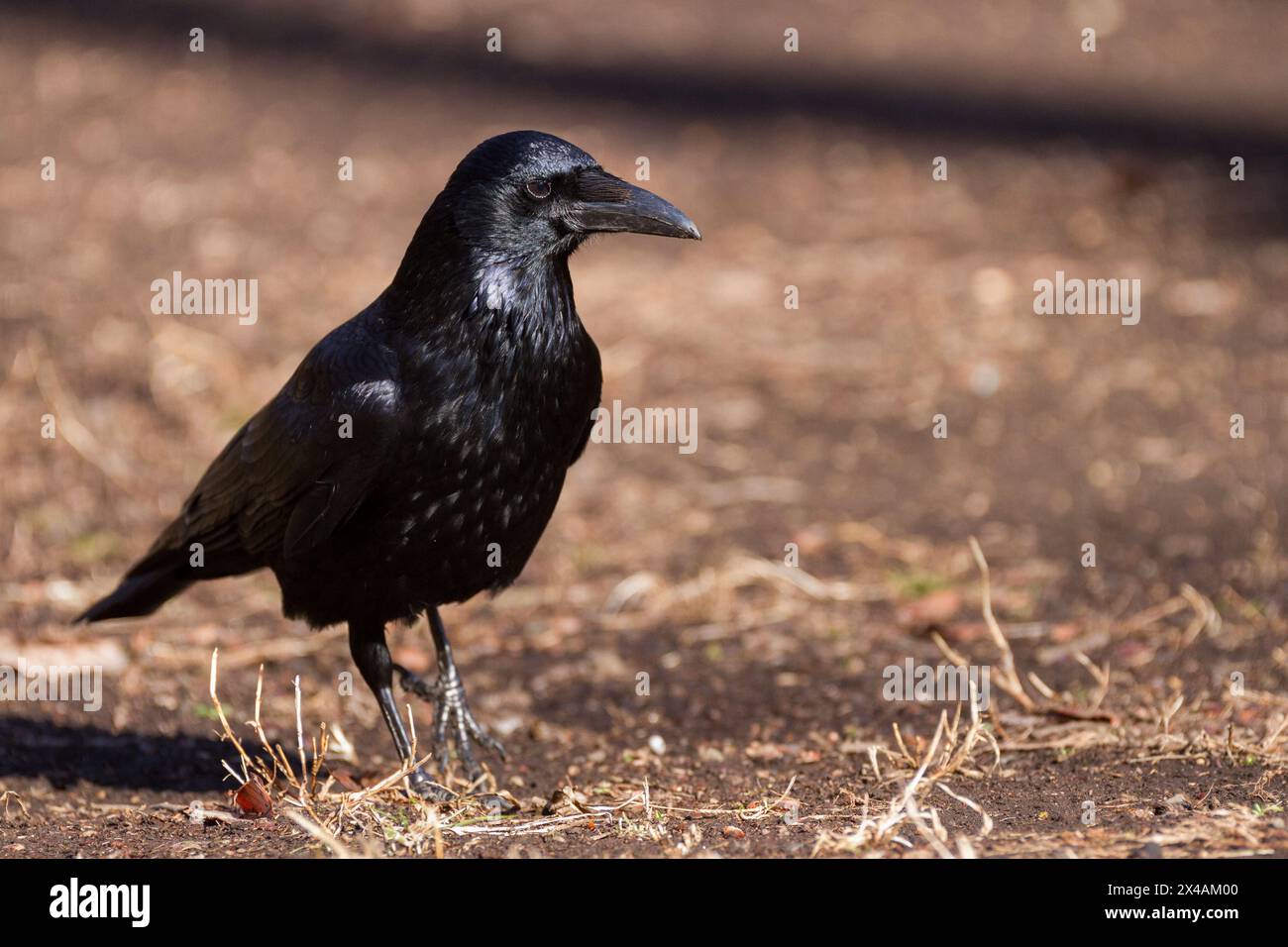 A large-billed crow (Corvus macrorhynchos japonensis) on the ground in ...