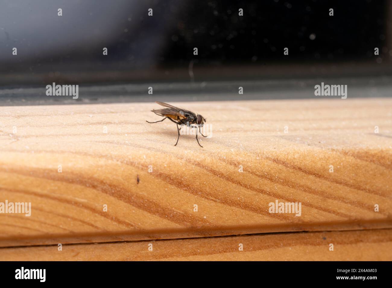 Musca autumnalis Genus Musca Family Muscidae Face fly wild nature ...