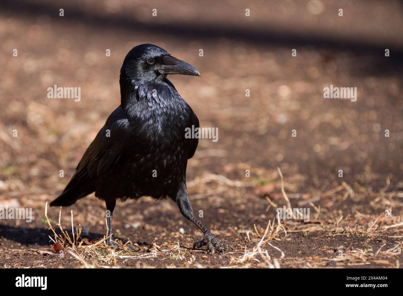 A large-billed crow (Corvus macrorhynchos japonensis) strutting on the ...