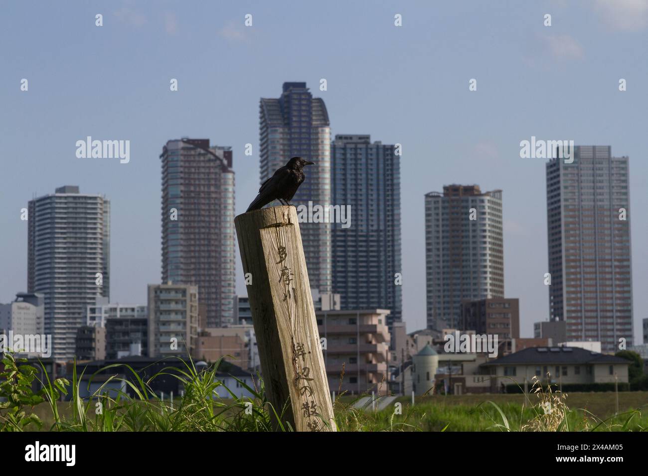 A large-billed crow (Corvus macrorhynchos japonensis) on a post in ...