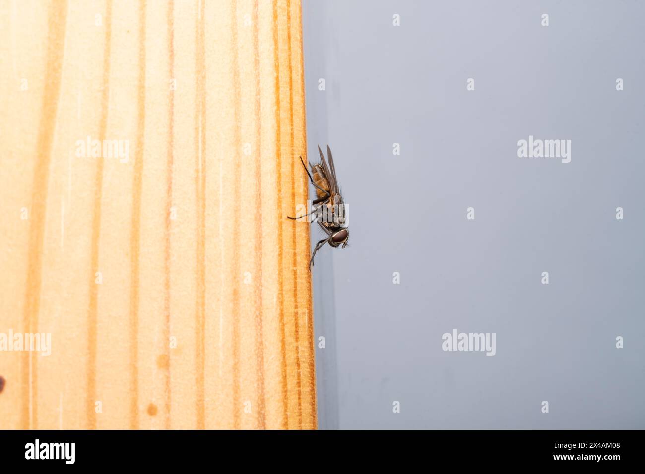 Musca autumnalis Genus Musca Family Muscidae Face fly wild nature ...