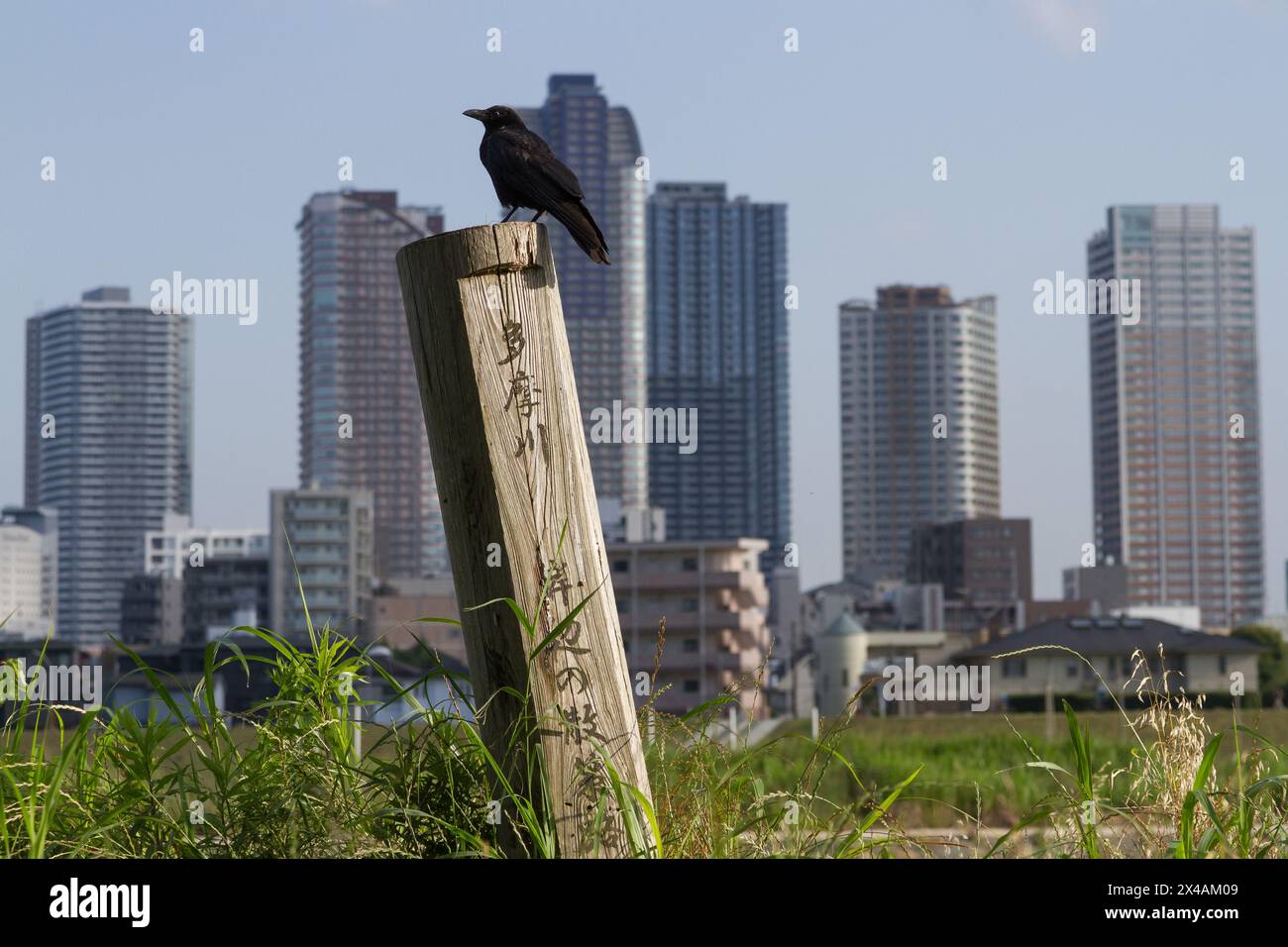 A large-billed crow (Corvus macrorhynchos japonensis) on a post in ...