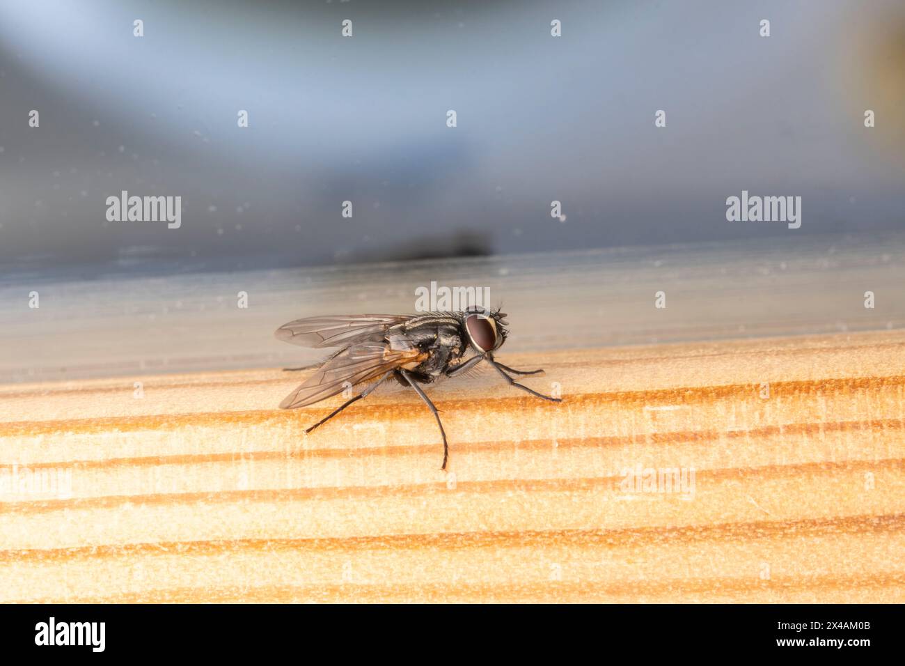 Musca autumnalis Genus Musca Family Muscidae Face fly wild nature ...