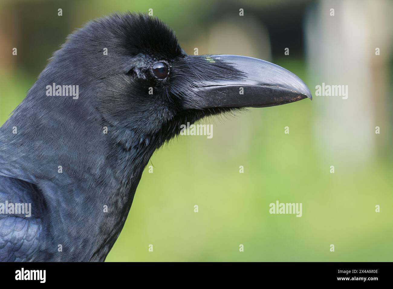 Profile of the head of a large-billed crow (Corvus macrorhynchos ...