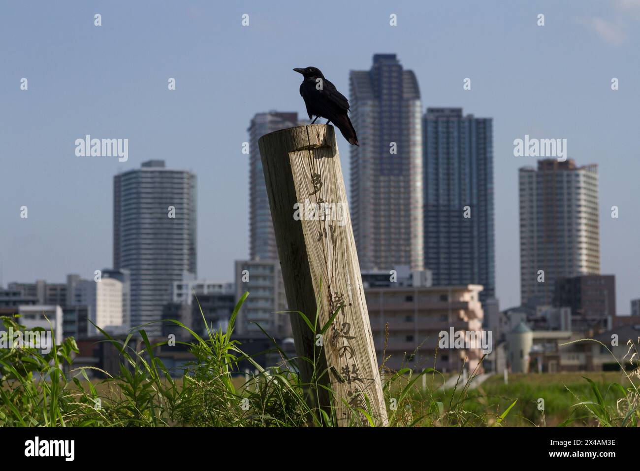 A large-billed crow (Corvus macrorhynchos japonensis) on a post in ...
