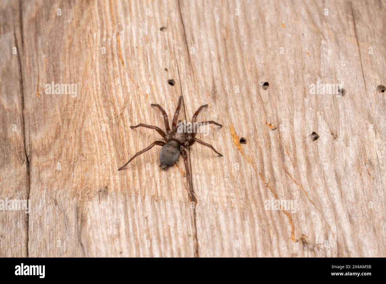 Scotophaeus blackwalli Family Gnaphosidae Genus Scotophaeus Mouse ...