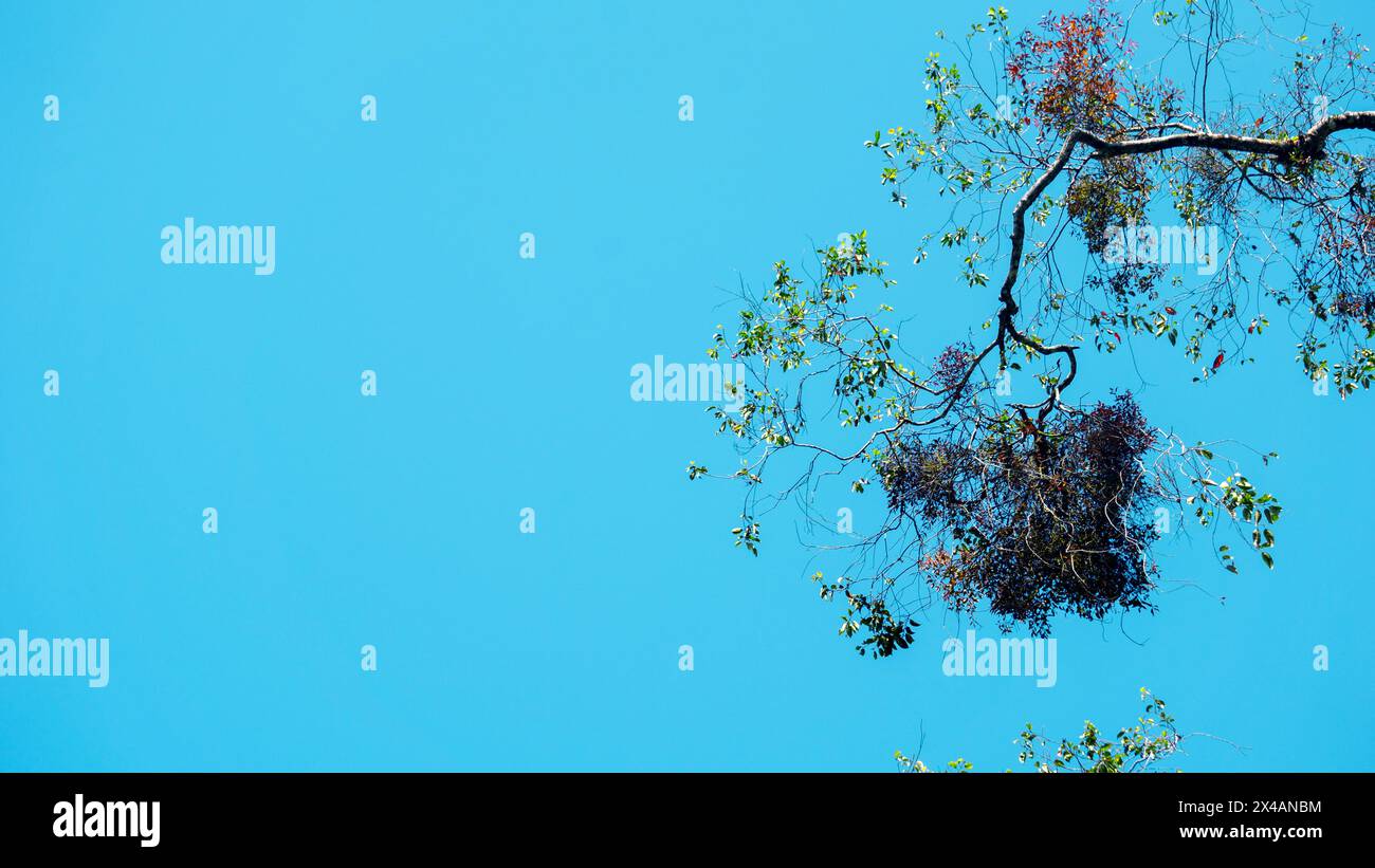 Tree with sky background. Templates for school assignments, work and ...