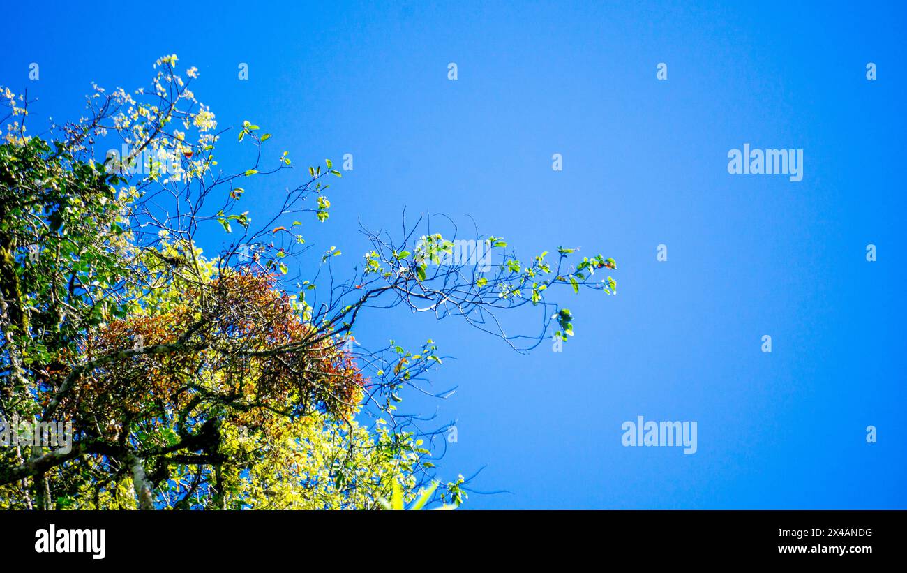 Tree with sky background. Templates for school assignments, work and ...