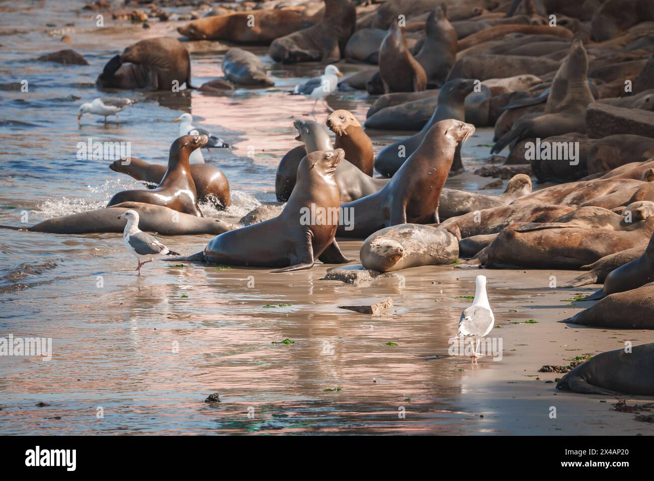 Sea lions laying and sitting by water in coastal habitat at sunset ...