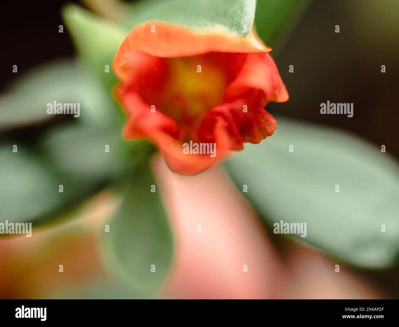 Pink rose moss flower under macro photography Stock Photo - Alamy