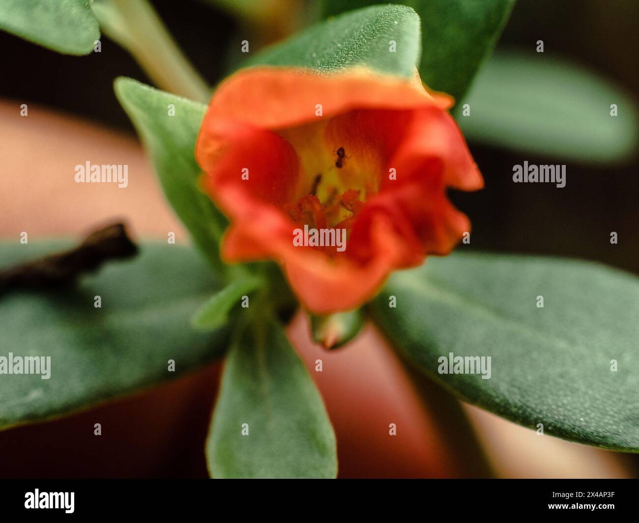 Rose moss flower hi-res stock photography and images - Alamy