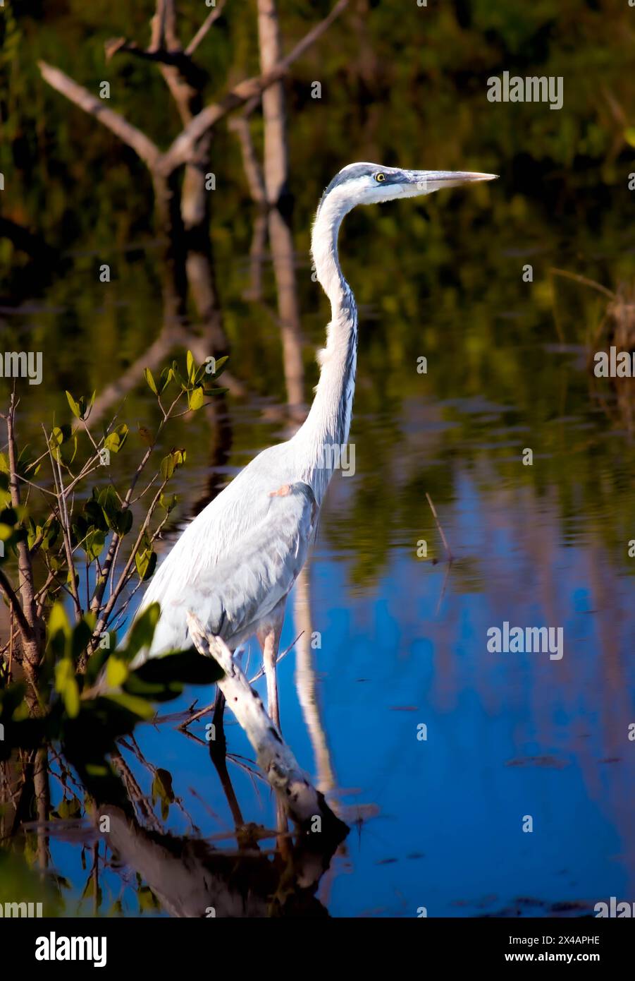 Heron scene hi-res stock photography and images - Alamy