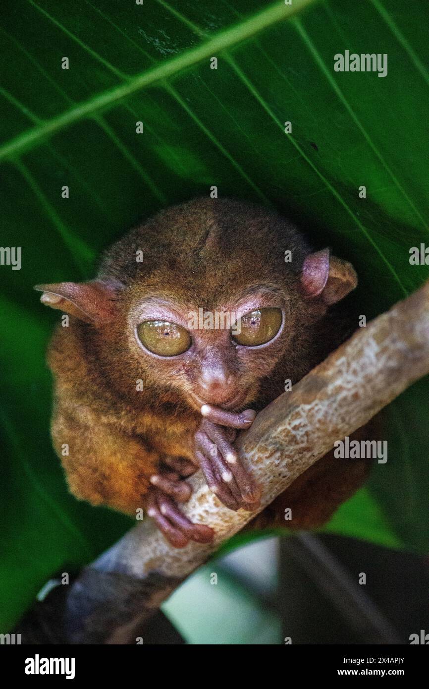 A family of monkeys playing in the trees Stock Photo - Alamy