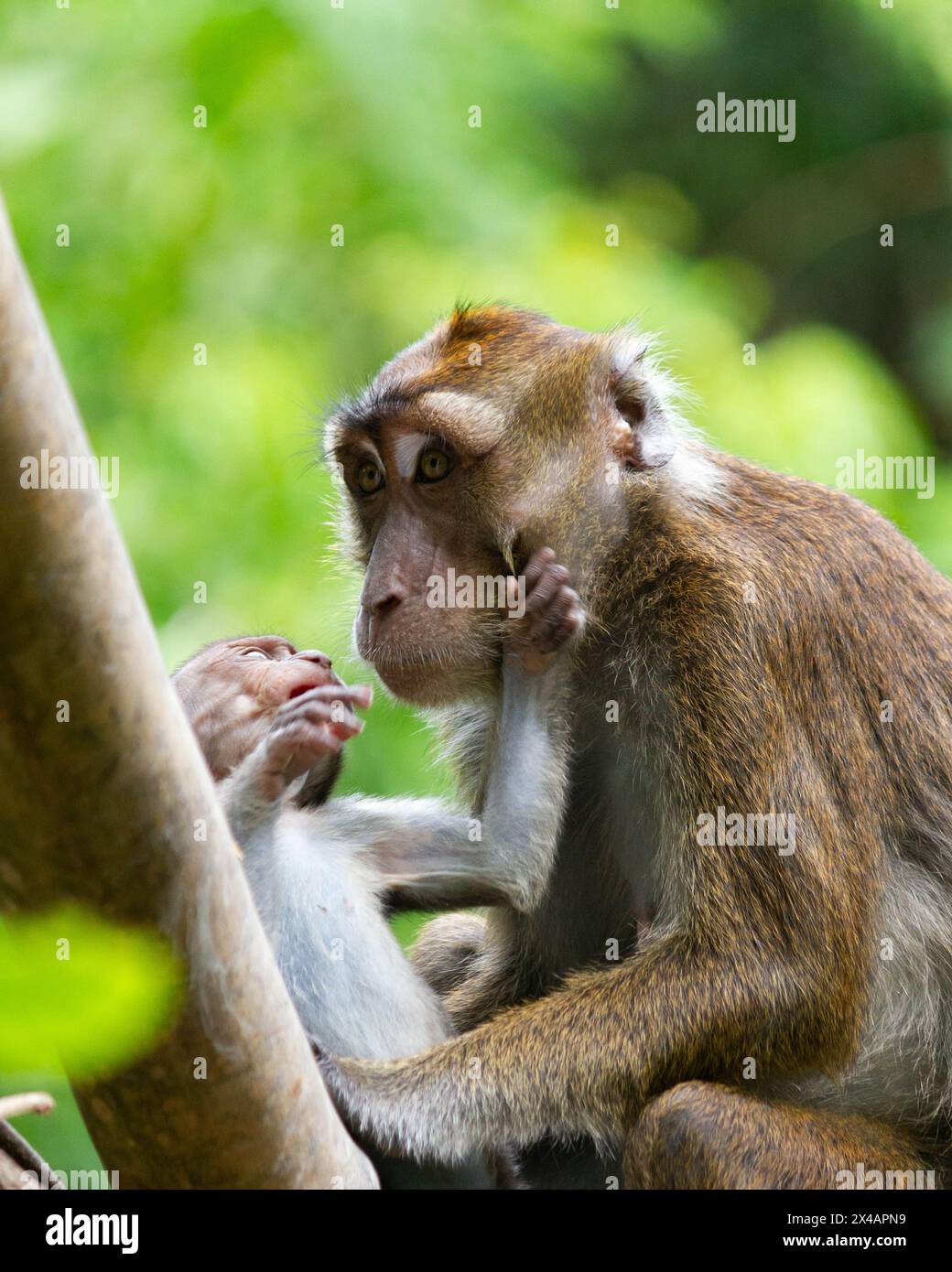 A family of monkeys playing in the trees Stock Photo - Alamy