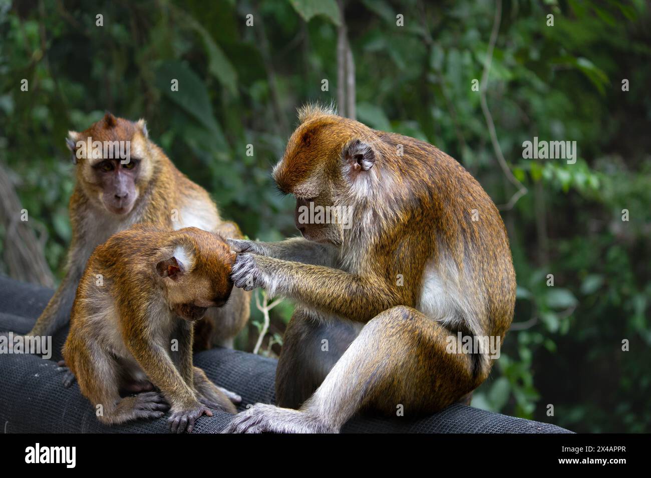 A family of monkeys playing in the trees Stock Photo - Alamy