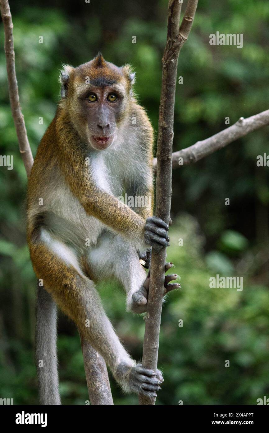 A family of monkeys playing in the trees Stock Photo - Alamy