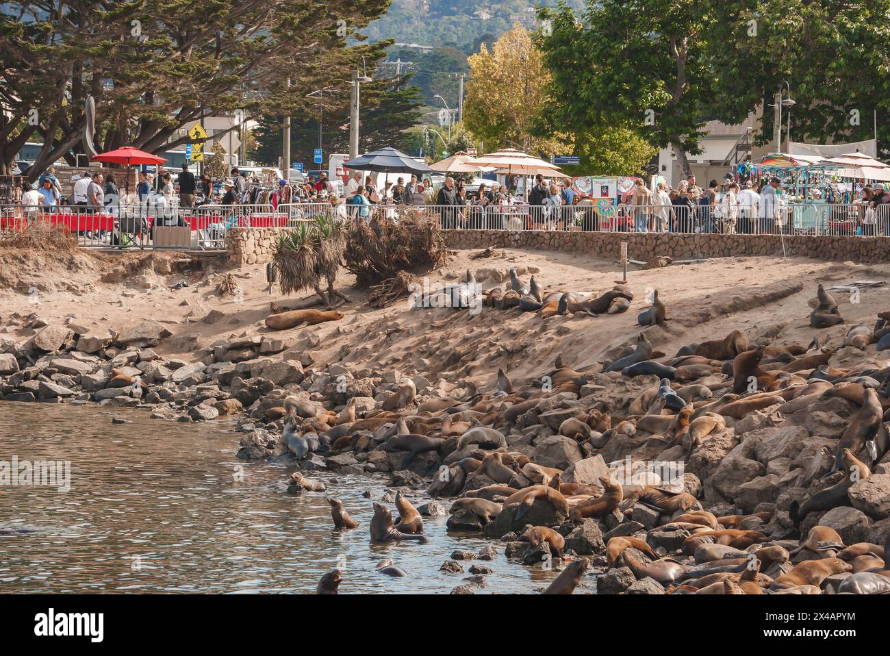 Busy Beach Scene in Coastal Setting Sea Lions and Tourists Enjoying ...