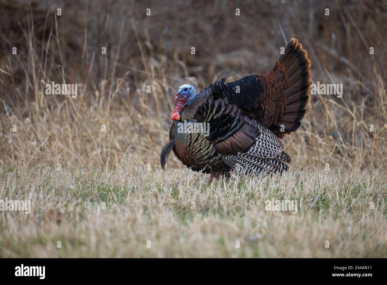 Purple and green turkey tail hi-res stock photography and images - Alamy