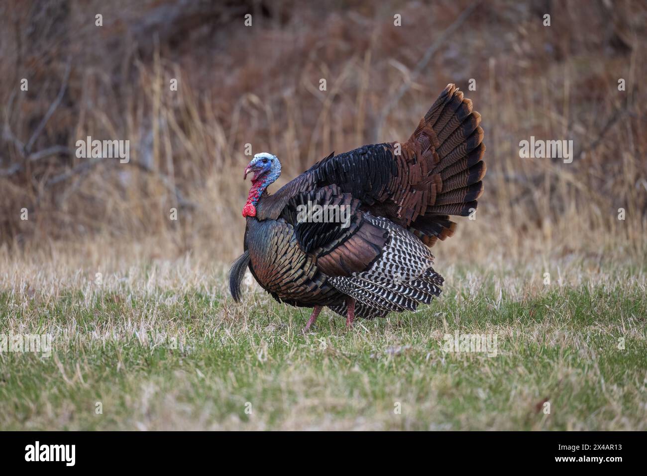 Tom turkey in northern Wisconsin Stock Photo - Alamy