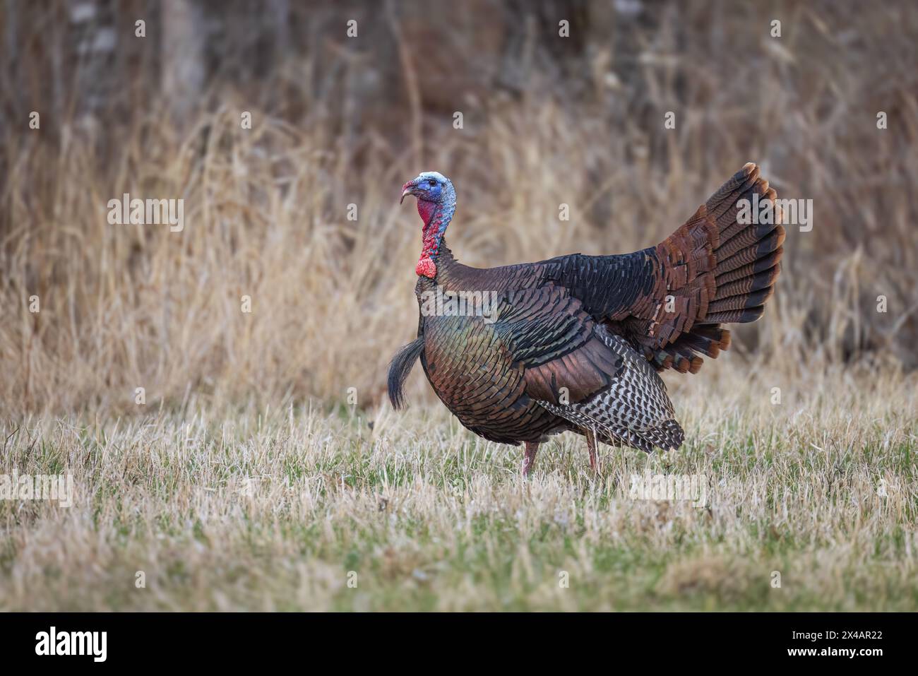 Tom eastern wild turkey hi-res stock photography and images - Alamy