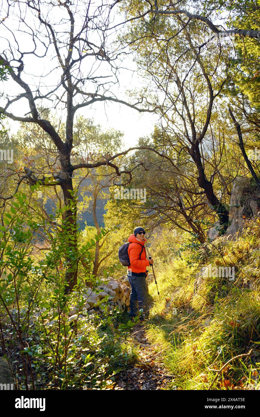 A man in a bright jacket with trekking poles walks along a forest path ...