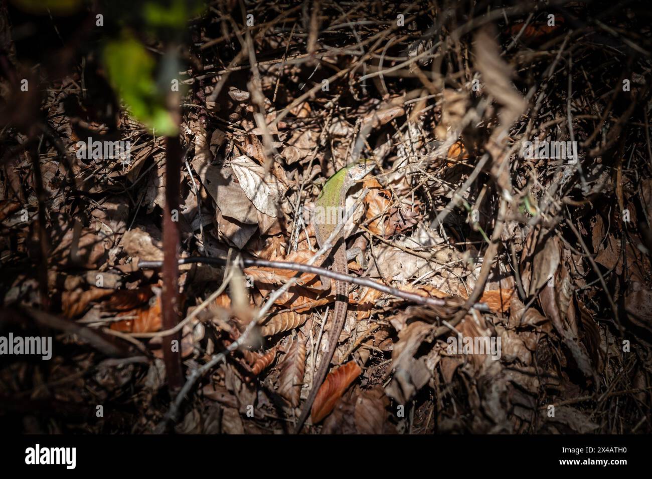 Picture of a Lacerta Trilineata lizard in Croatia. The Balkan green ...