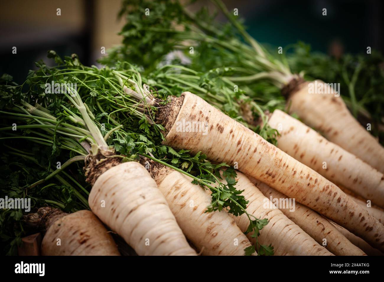 PIcture of roots of parsnip for sale in belgrade, serbia. The parsnip ...