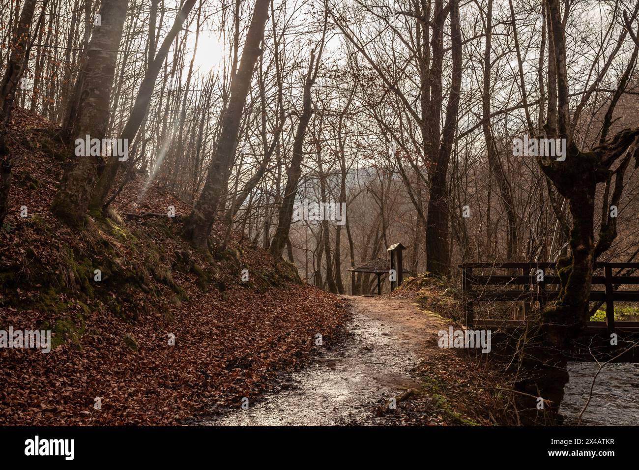 Serbian forest hi-res stock photography and images - Alamy