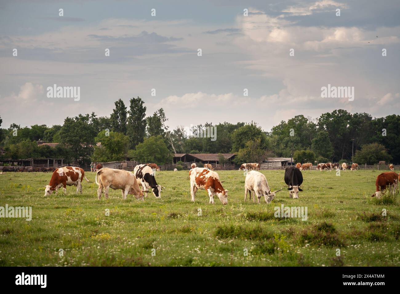 Picture of a holstein cows standing in Zasavica, in Serbia. The ...