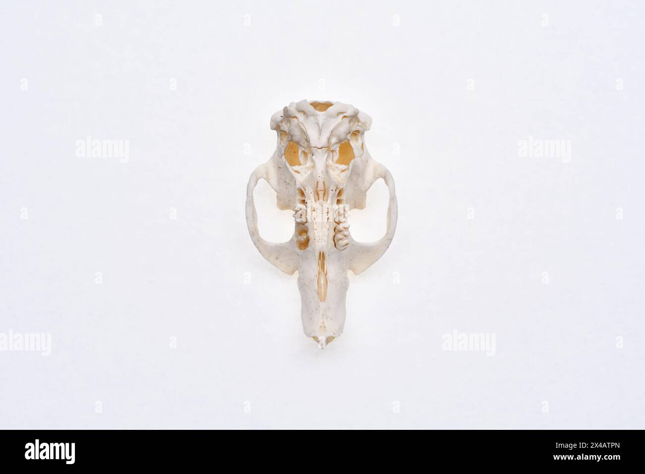 Hare skull bottom view on a white background. Rodent - Lepus timidus ...