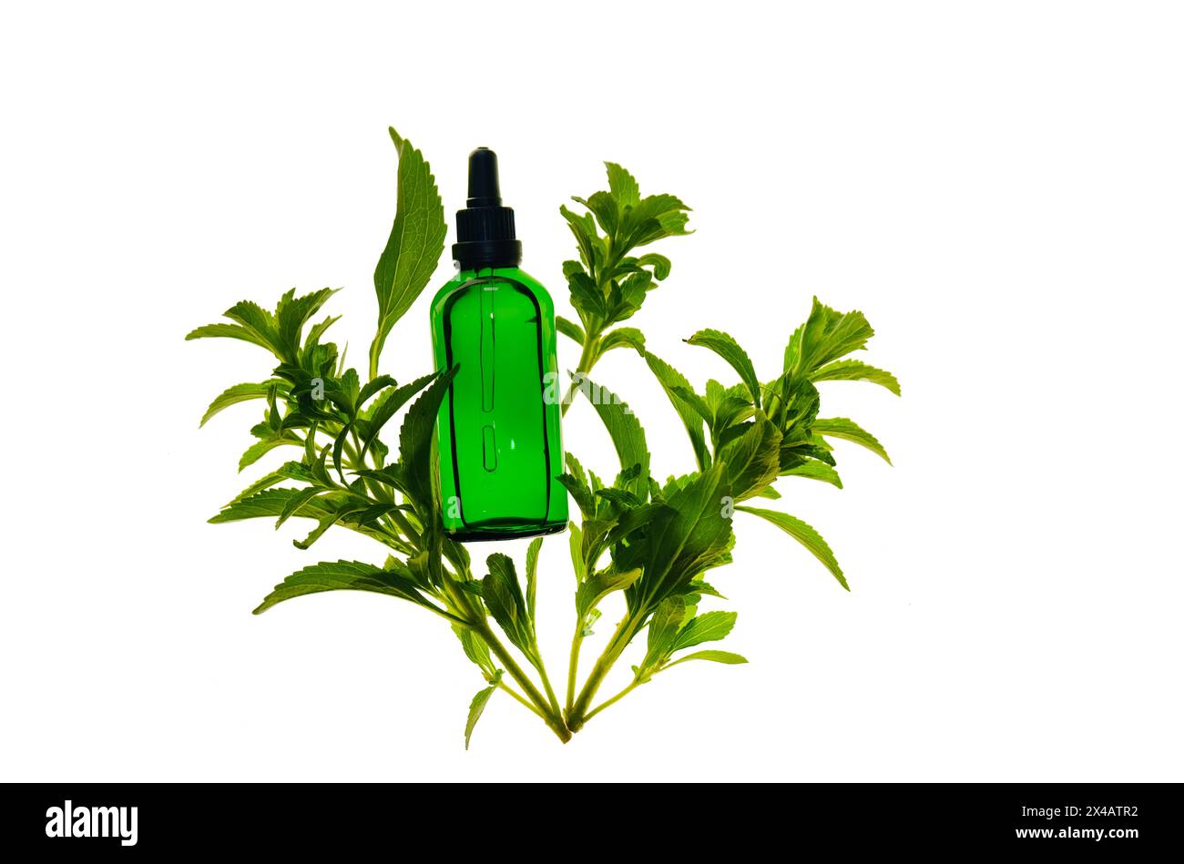 Stevia liquid in a green bottle and fresh stevia sprigs isolated on a ...