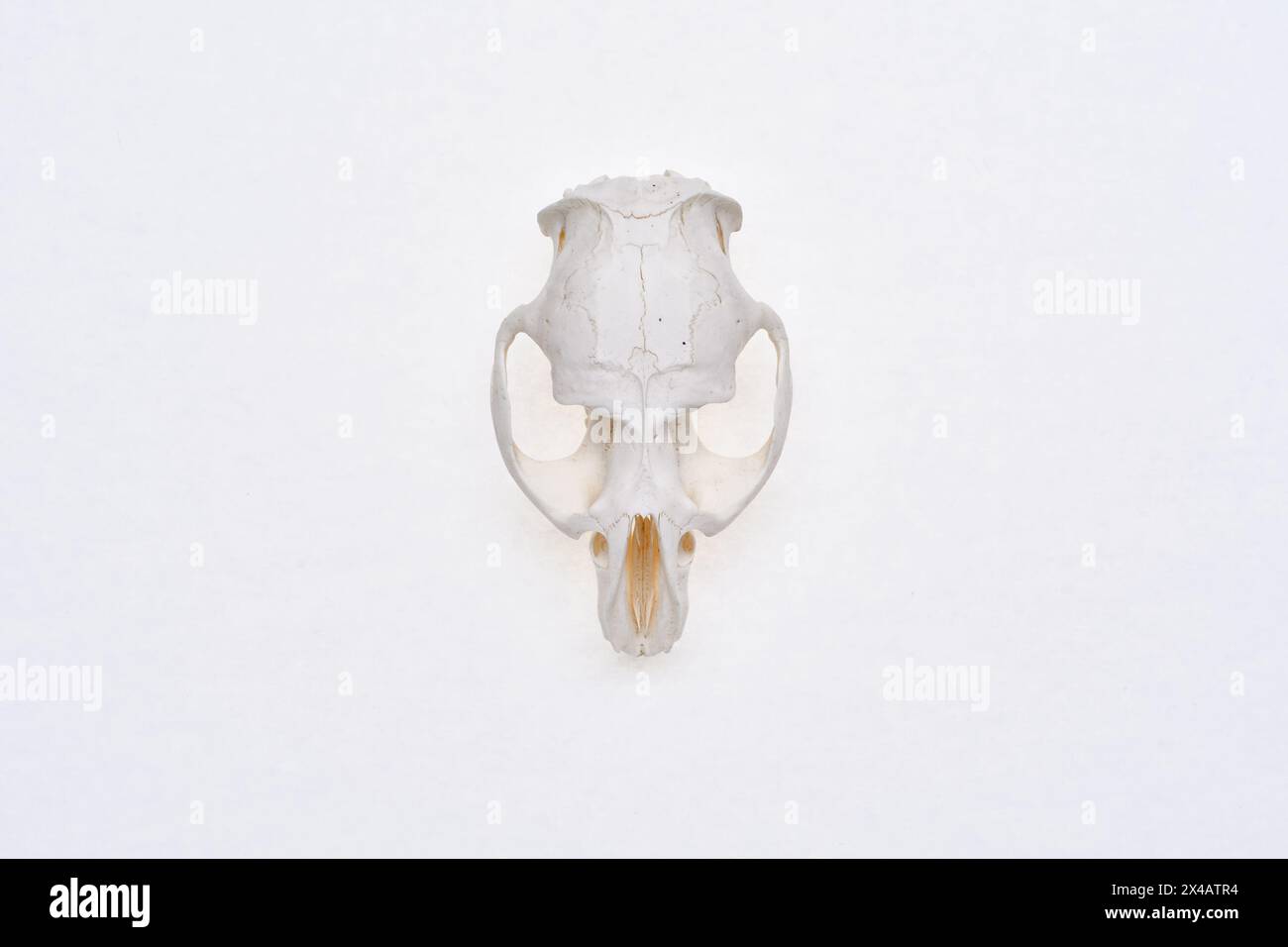 Hare skull top view on a white background. Rodent - Lepus timidus ...