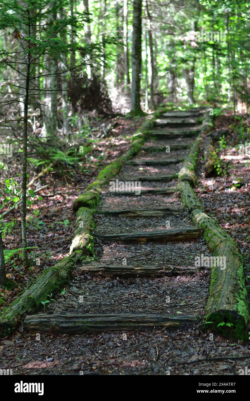Hiking trail stairs made of round wood logs covered with green moss ...