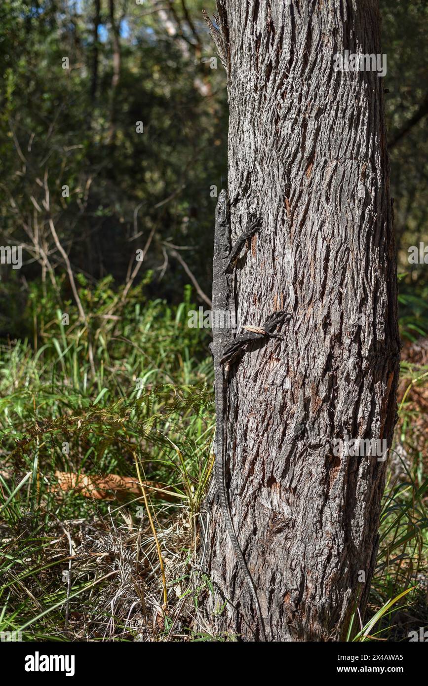 goanna climbing up a tree in the forest Stock Photo - Alamy
