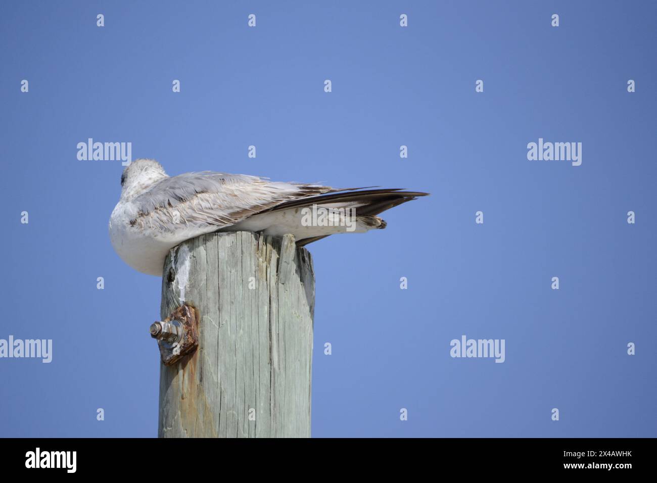 A breathtaking Herring Seagull perches atop a wooden pole, gazing into ...