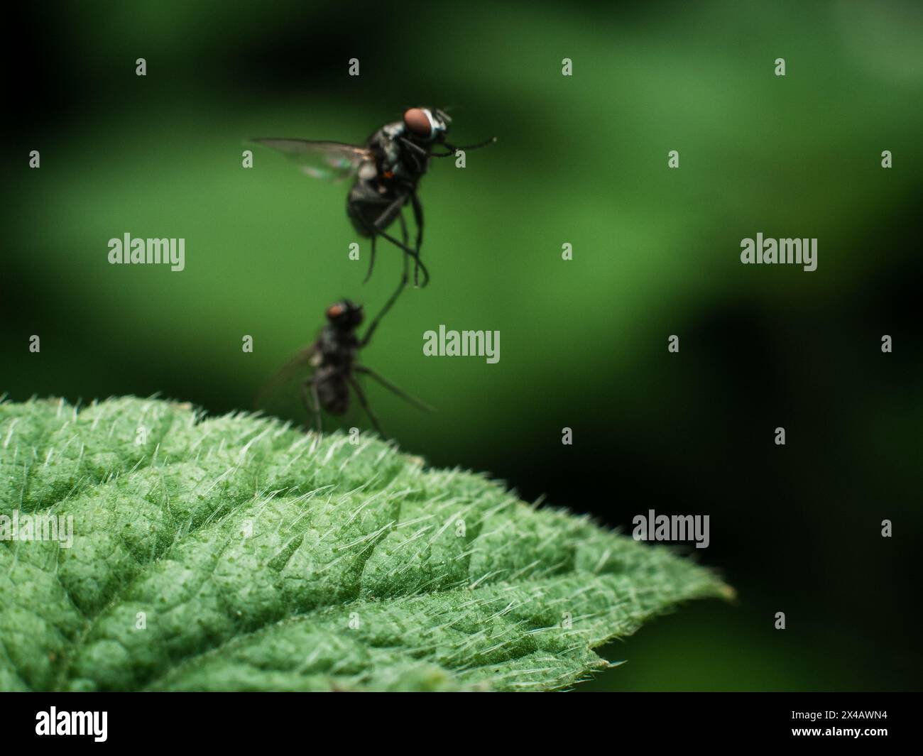 small metalic fly from Limnophora family on a green leaf Stock Photo ...