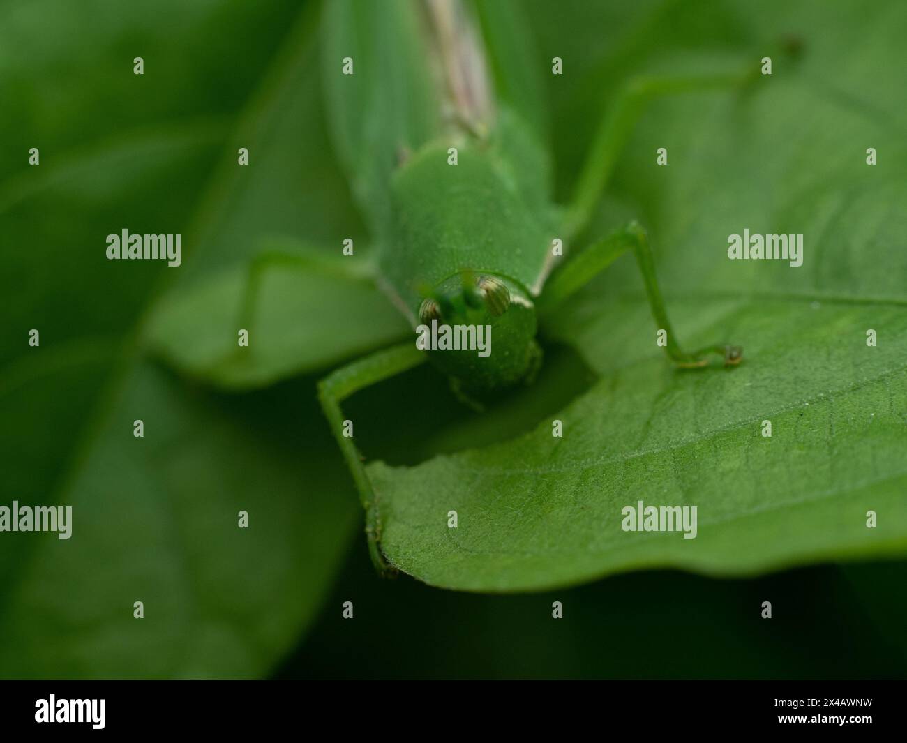 atractomorpha crenulata or tobacco grasshopper which is one of the ...