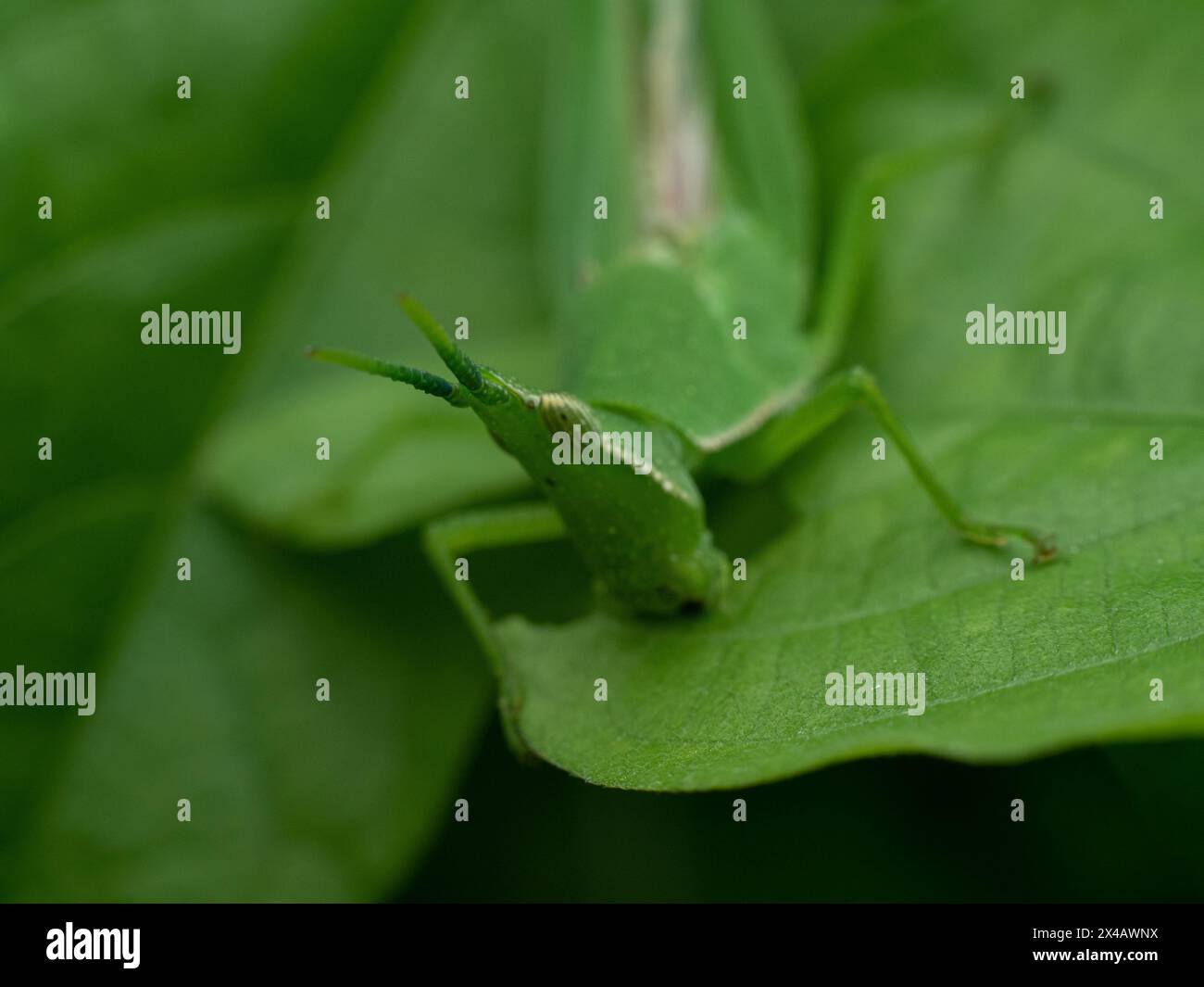 atractomorpha crenulata or tobacco grasshopper which is one of the ...