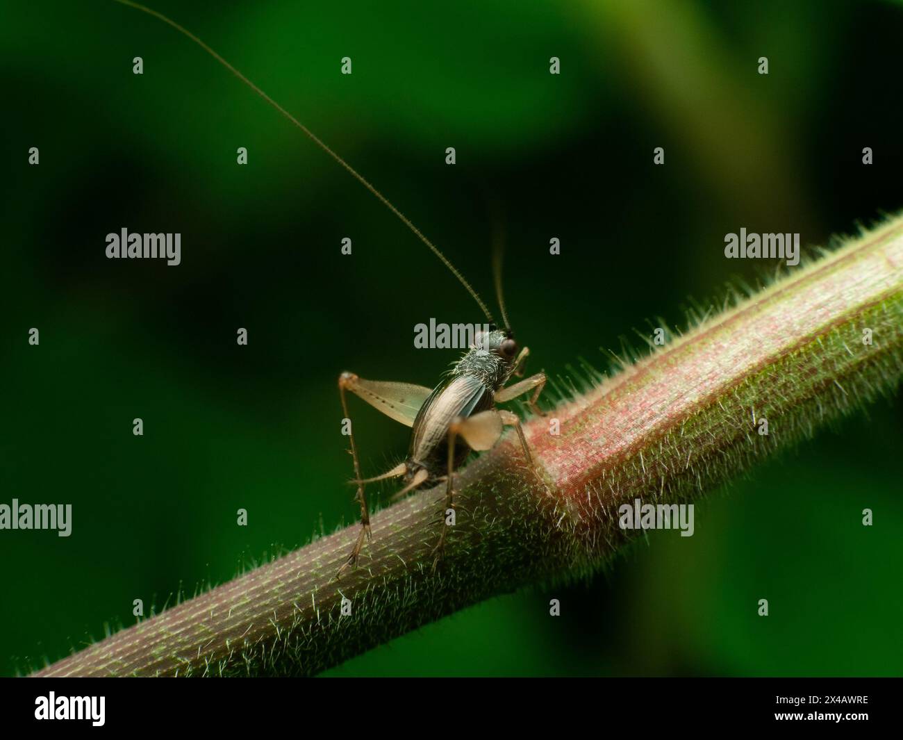 Small black bush cricket on a bush twig, most likely from Anaxipha ...