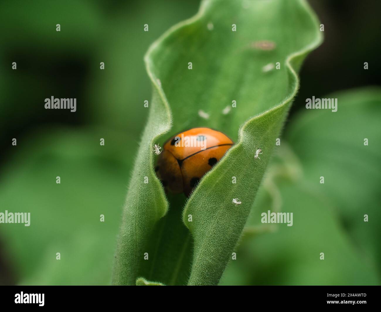 Ladybird close up hi-res stock photography and images - Alamy