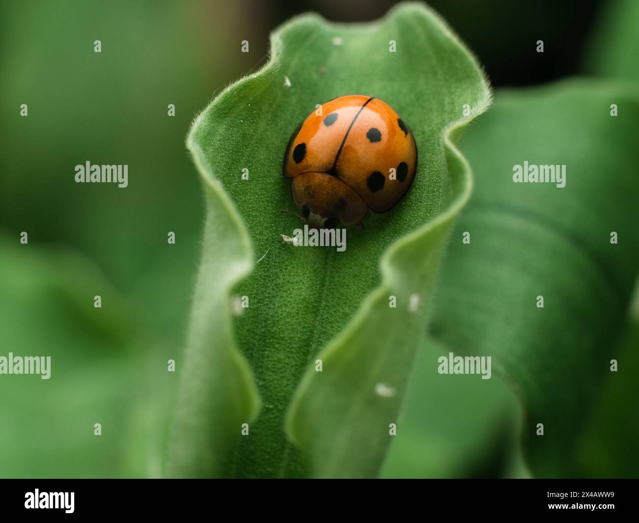 Ladybird close up hi-res stock photography and images - Alamy