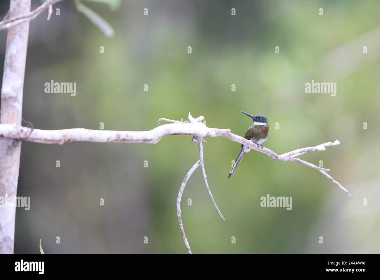 The bronzy jacamar (Galbula leucogastra) is a species of bird in the ...