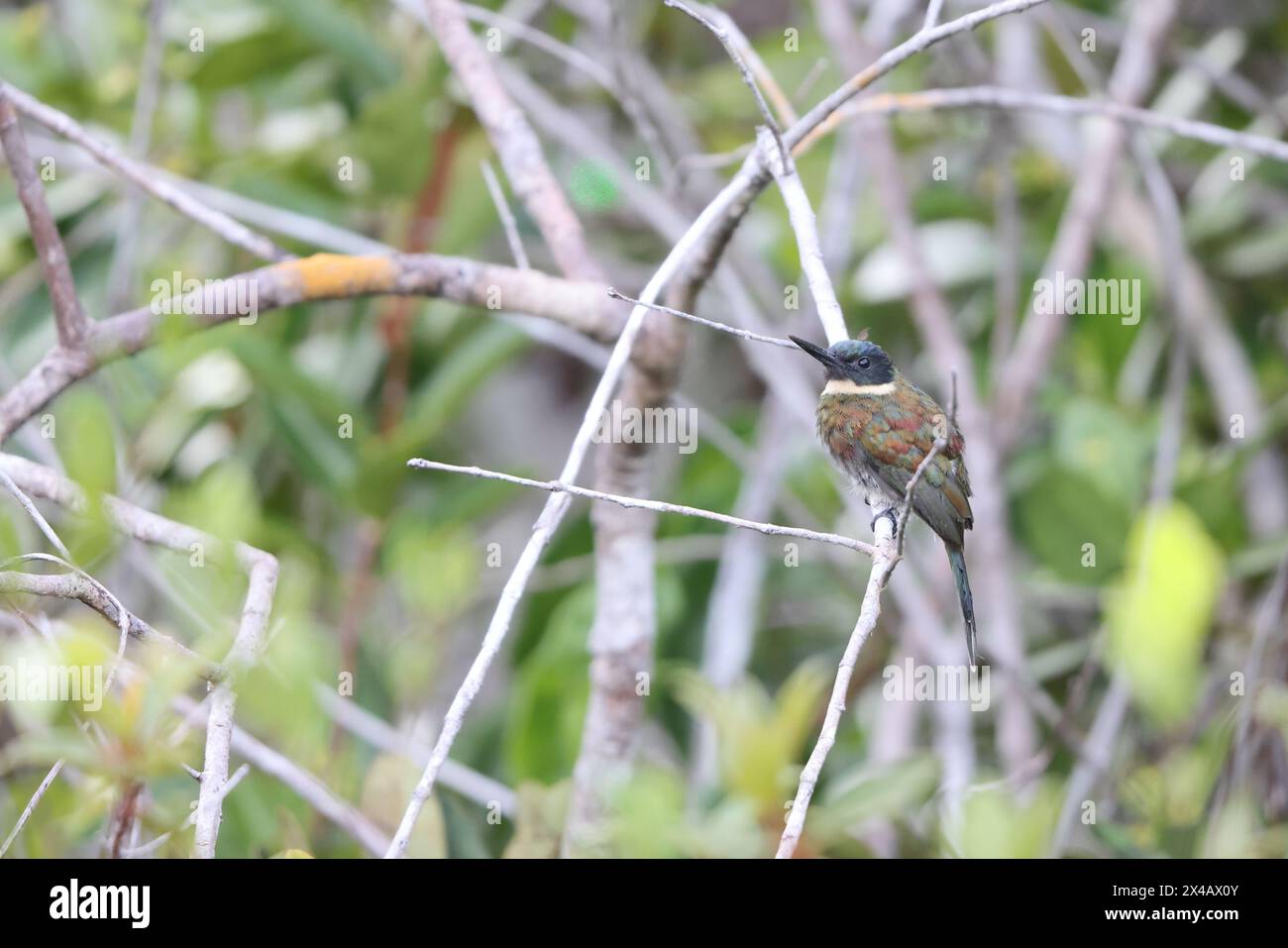 The bronzy jacamar (Galbula leucogastra) is a species of bird in the ...